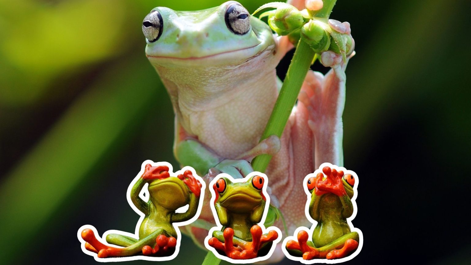 15 szórakoztató érdekesség a békákról - Csutkamanó Érdekességei